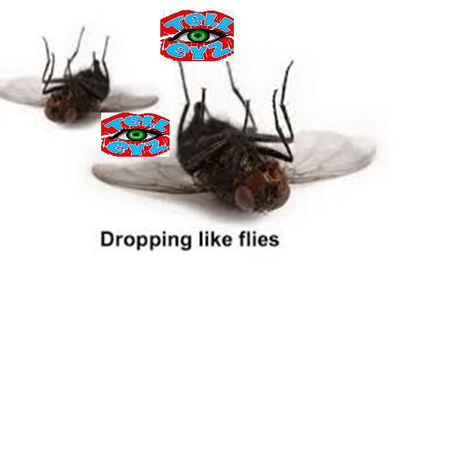 DROPPING LIKE FLIES.....we warned you !!!! | Blogging/Citizen Journalism | Before It's News